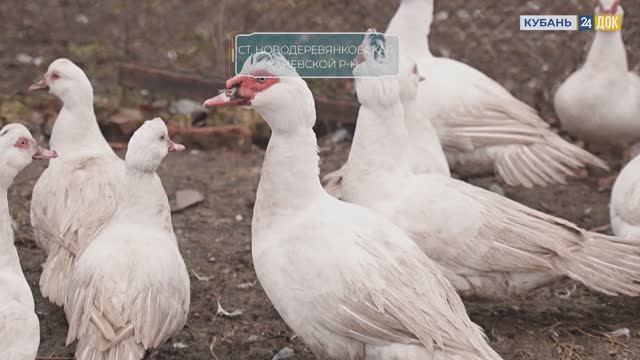 Сверхзадача личных подсобных хозяйств. ЗЕМЛЕХОД