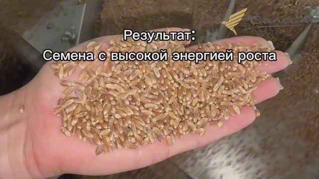 Очистка пшеницы на семенной линии Сапсан, Острогожский район