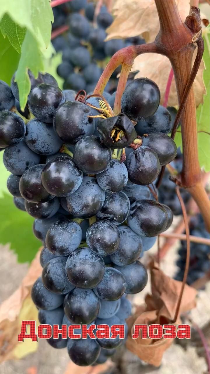 Саженцы черного винограда Ростов-на-Дону. Донская лоза