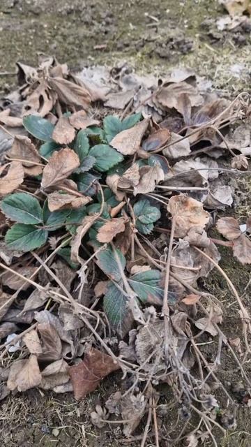 весенняя обработка клубники