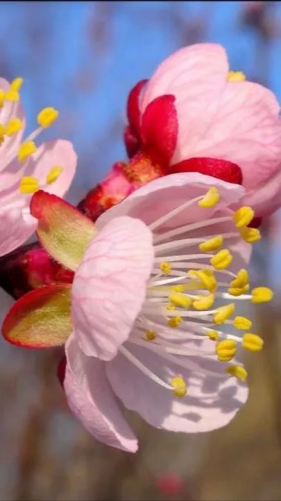 Цветет абрикос. 26 марта