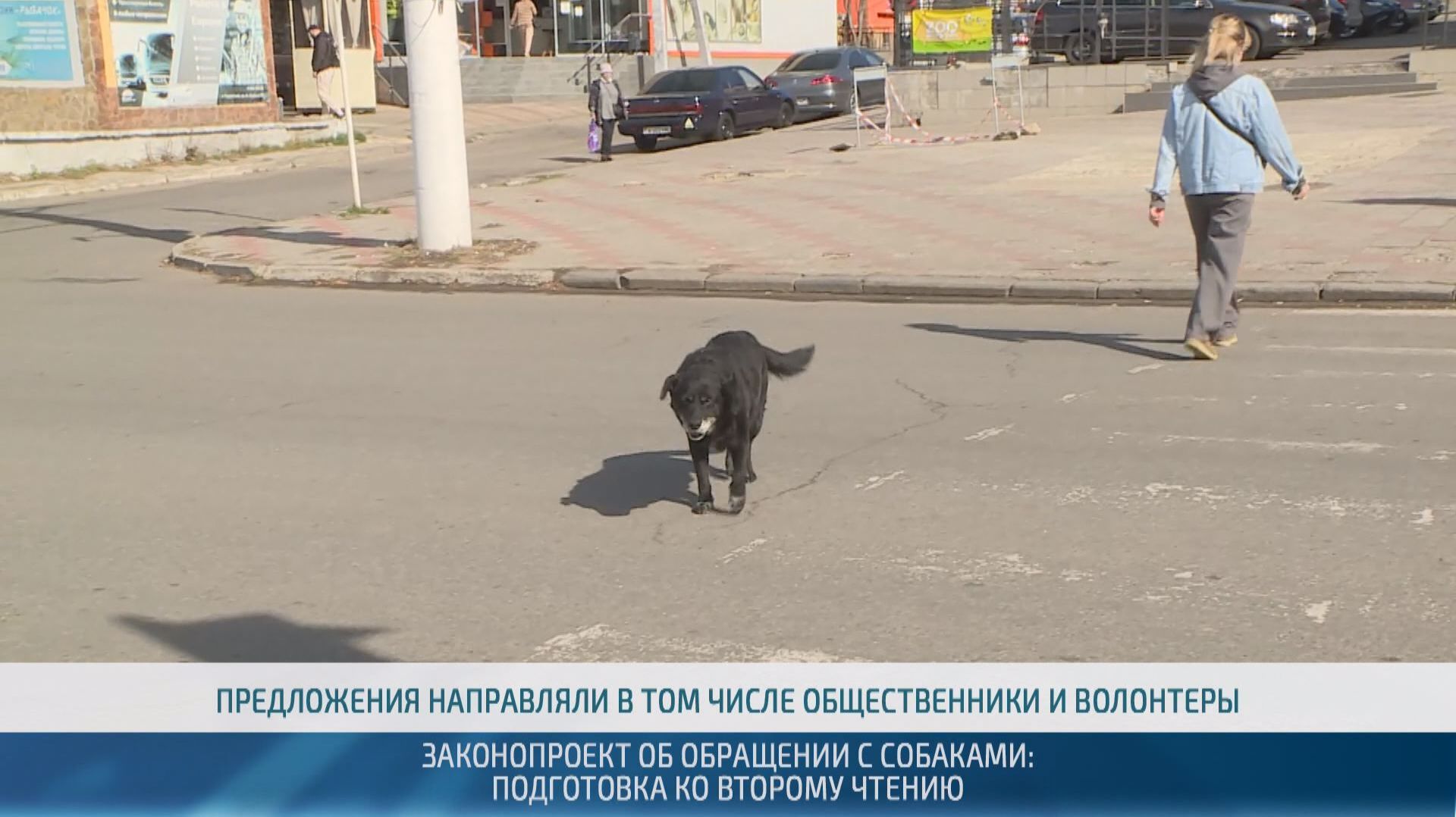 Законопроект об ответственном обращении с собаками подготовлен ко второму чтению – 26.03.2026