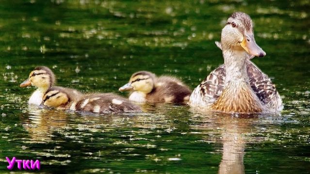 Разбор Терминов Волшебной Культуры от 27.03.26 Часть 2