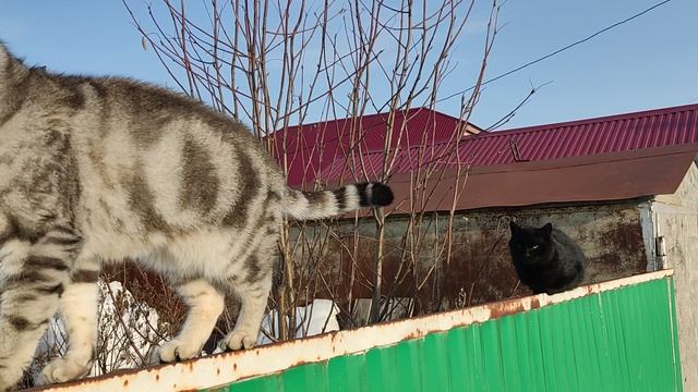 Кот Баюн и его банда