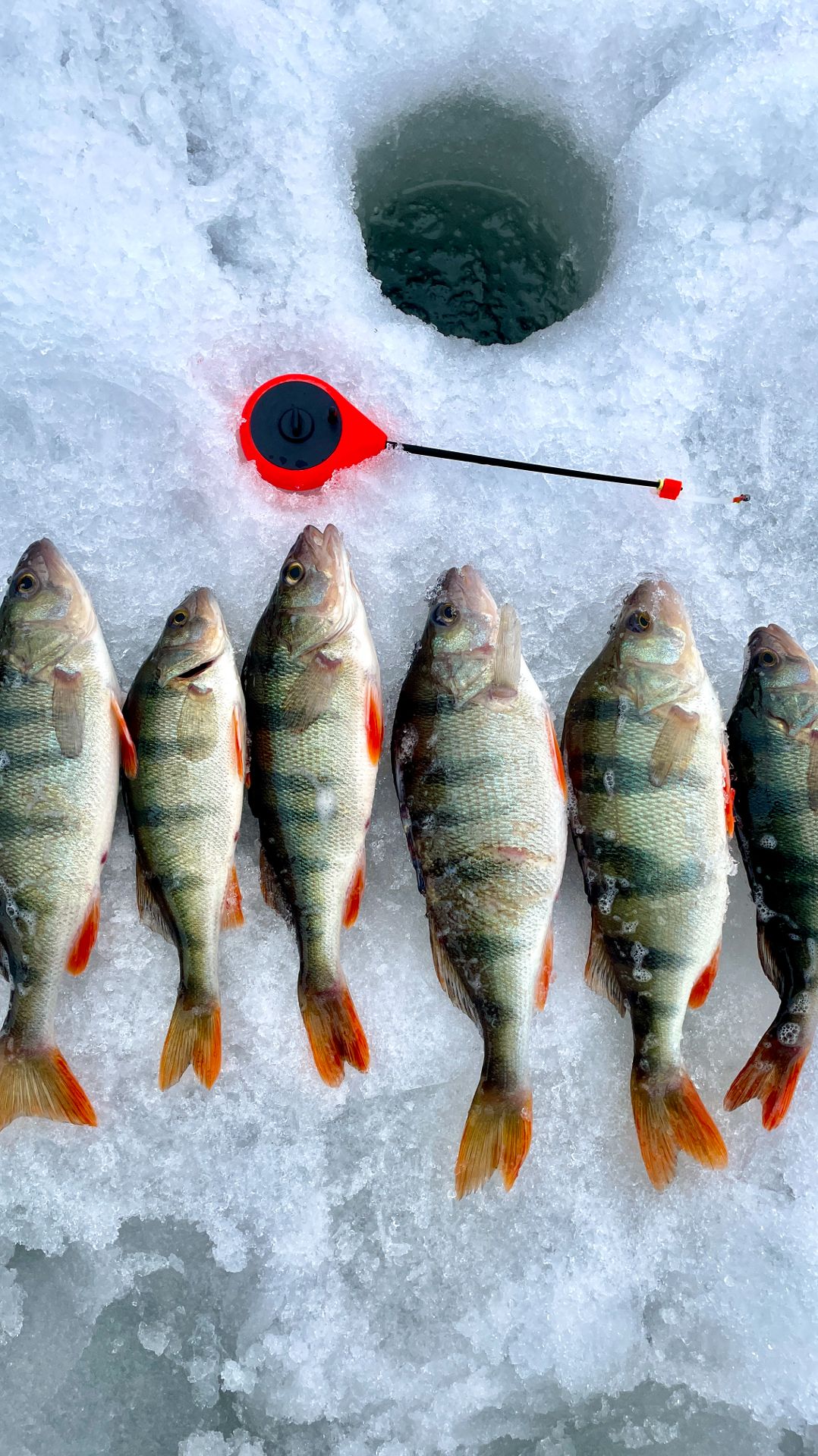 Окунь на зимней рыбалке, поймал окуней на мормышку