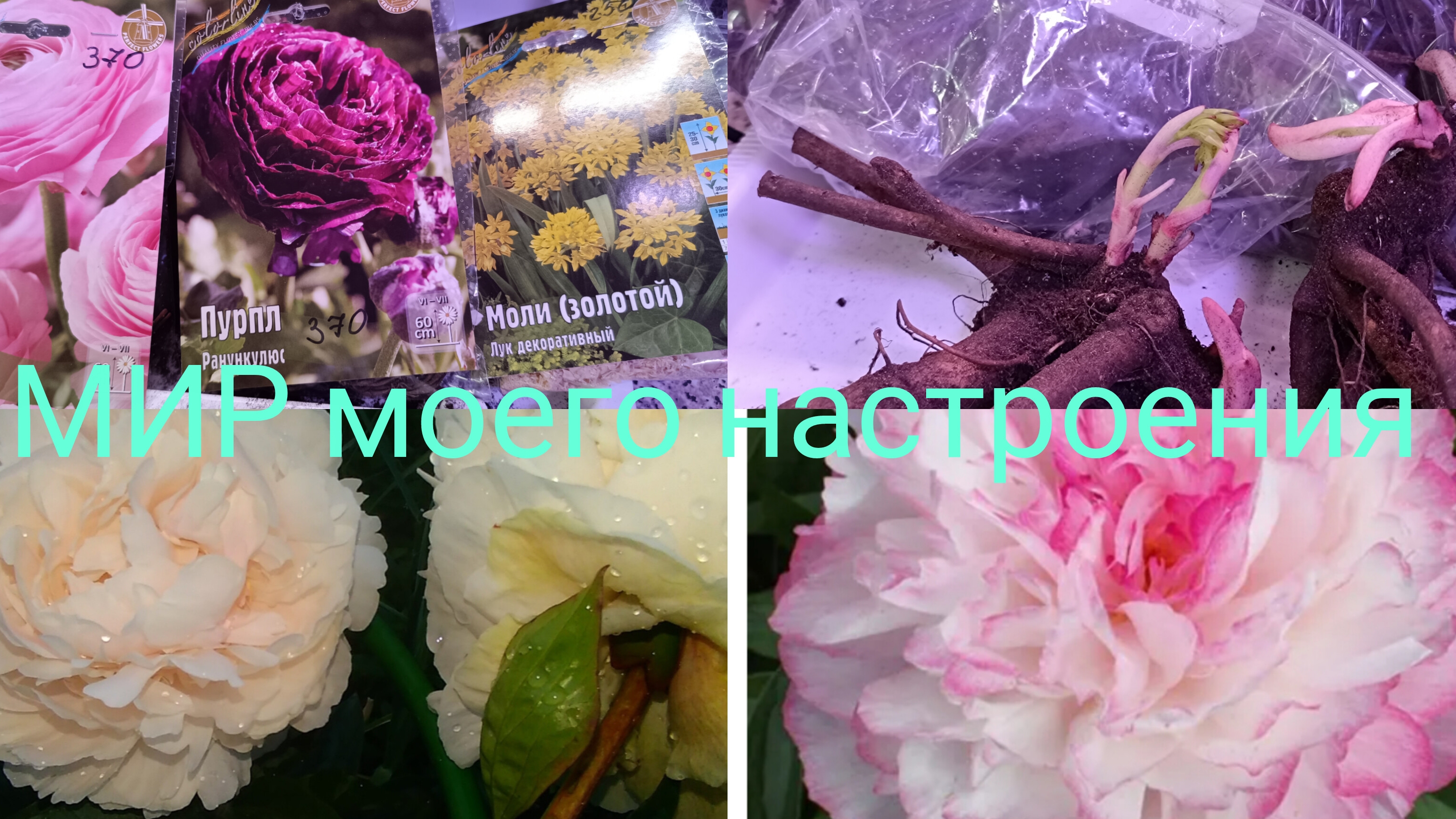 24.03.26 Обзор покупки новые Пионы и Ранункулюсы