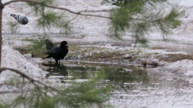 Грачи купаются)