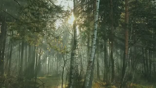 УСПОКАИВАЮЩАЯ МУЗЫКА