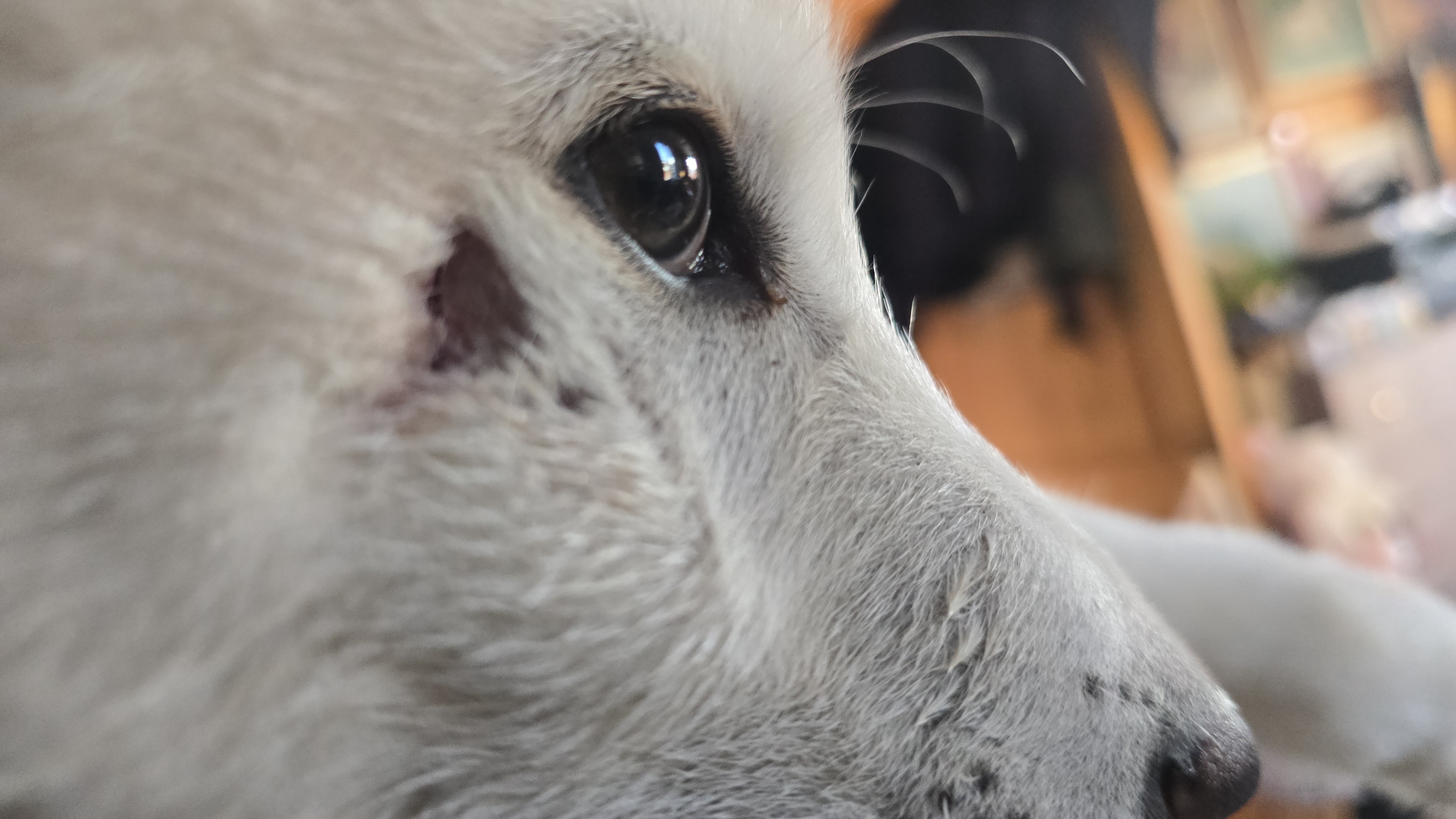 Злата атаковала щенка