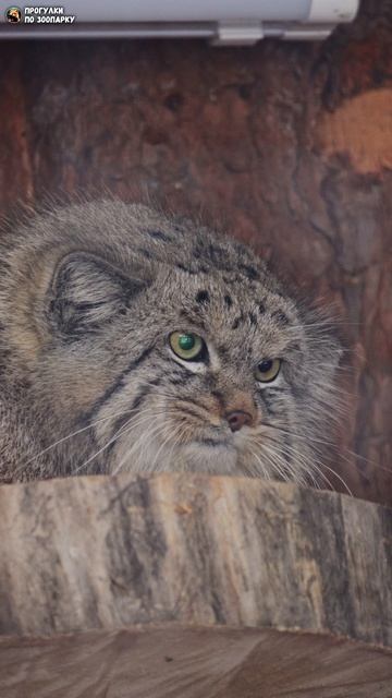 Манул Шу контролирует уборку. Ленинградский зоопарк