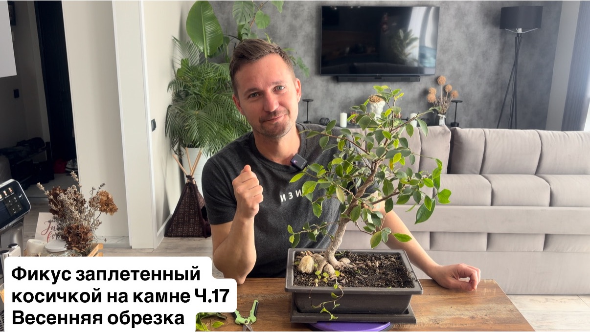 Фикус заплетенный косичкой на камне Ч.17 весенняя обрезка и формировка кроны