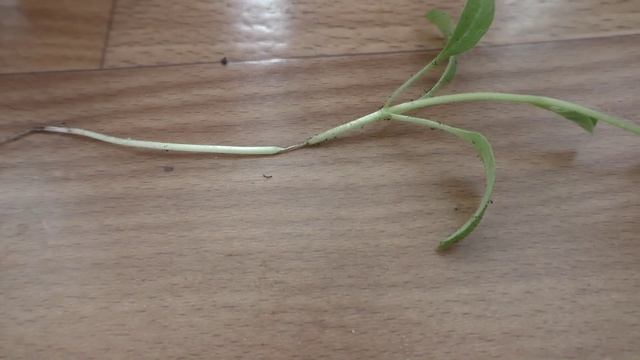 На рассаде баклажанов черная ножка