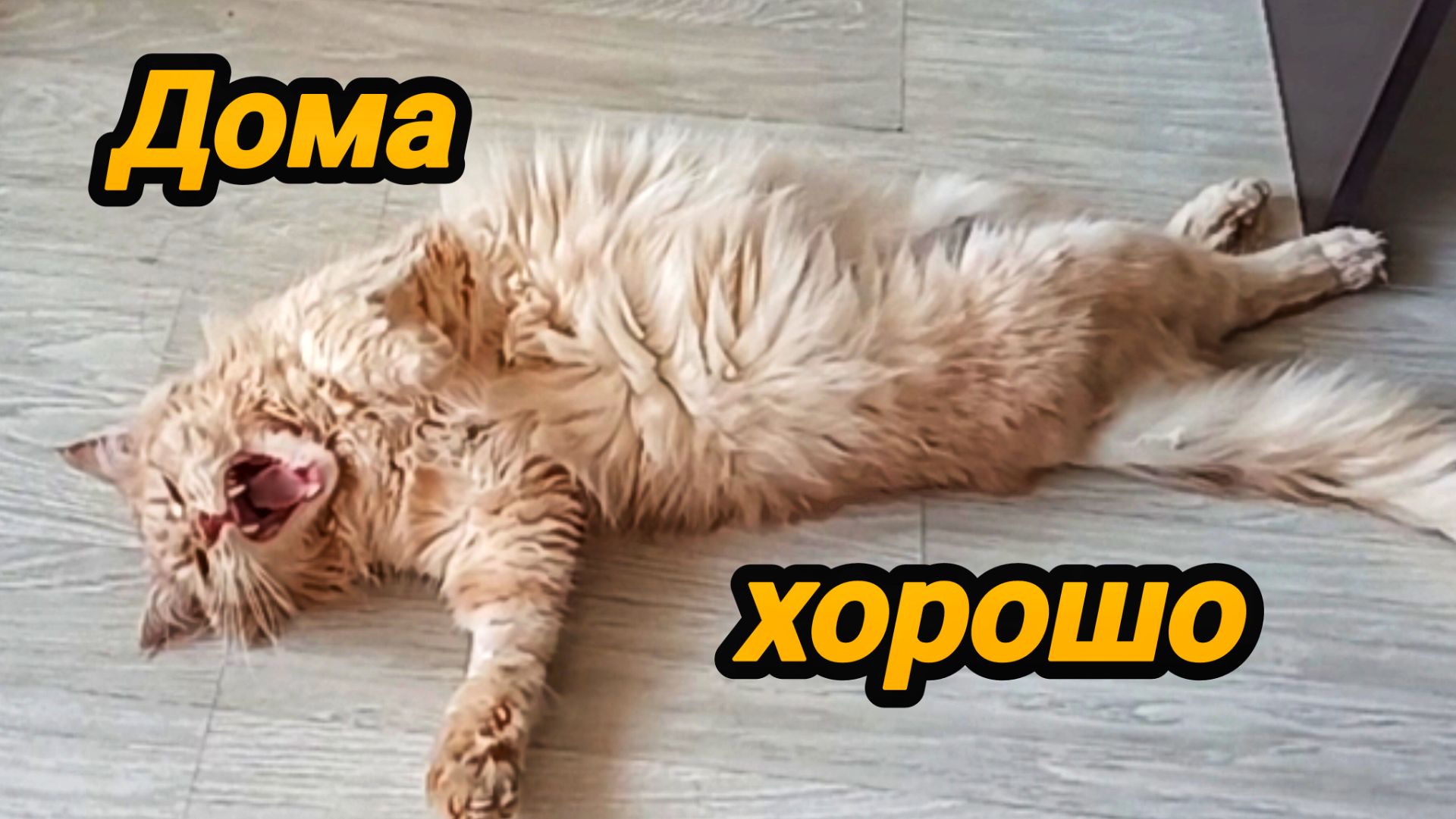 ЖИЗНЬ НАЛАЖИВАЕТСЯ 😊🐈 МЫ ДОМА 👍 НО ЛЕЧЕНИЕ ЕЩЁ ПРЕДСТОИТ ДОЛГОЕ ❤️