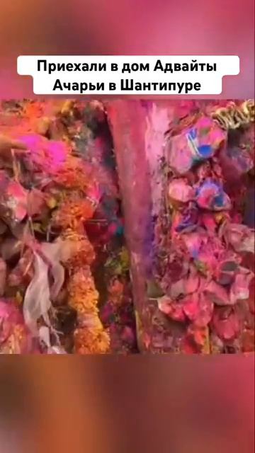 Шантипур. Сафари с ЕС Джаяпатакой Свами 2026 гуру адвайта ачарья шантипур господь чайтанья