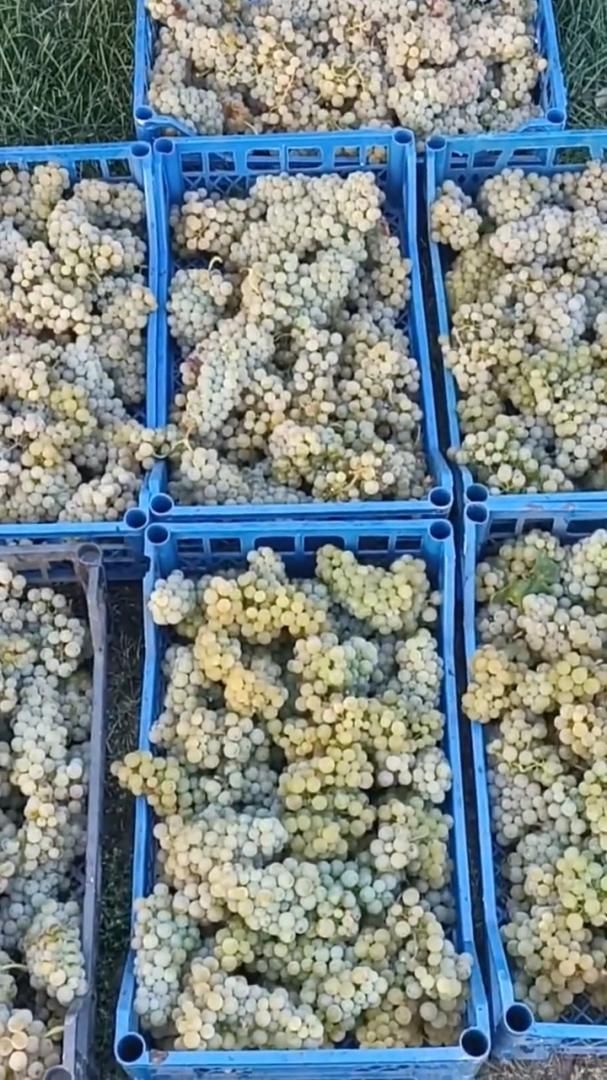 Сбор технического винограда 2025 году Ростов-на-Дону. Донская лоза