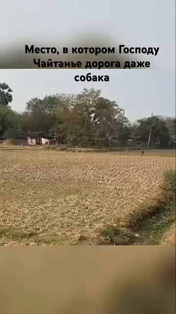 Кулина-грам. Сафари с ЕС Джаяпатакой Свами 2026 господь чайтанья гуру киртан джапа