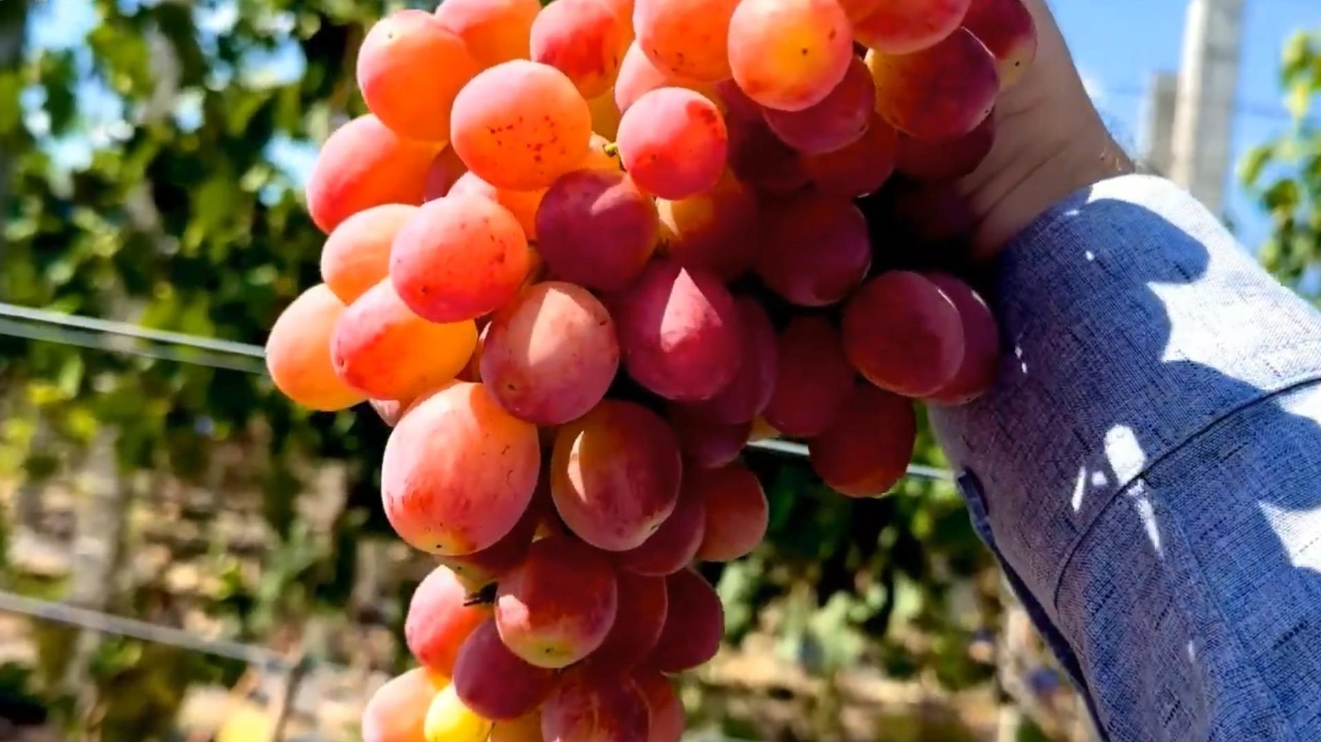 Виноград Басанти, ранний — Премиальный Крупный Ростов-на-Дону | Донская лоза