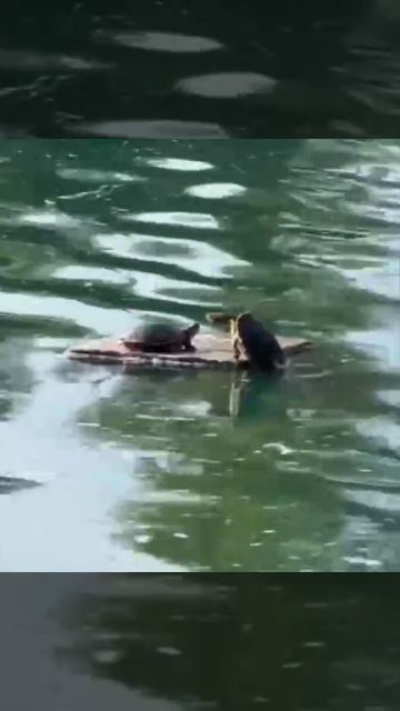 Титаник черепашья версия