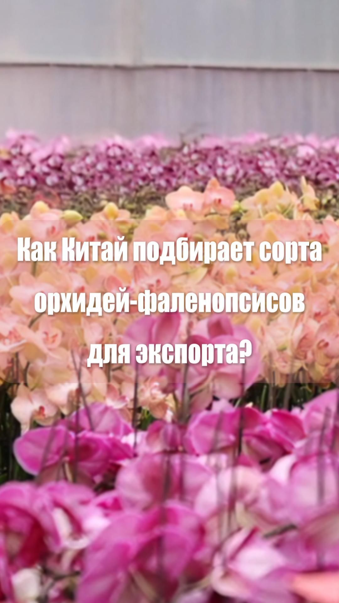 Как Китай подбирает сорта орхидей-фаленопсисов для экспорта?
