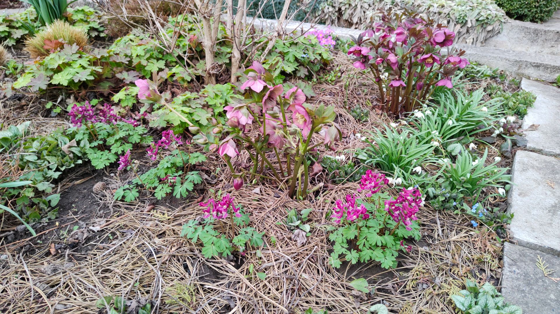 Высадила все кустарники из горшков, цветет хохлатка. Сад 25.03.2026 г. Пятигорск