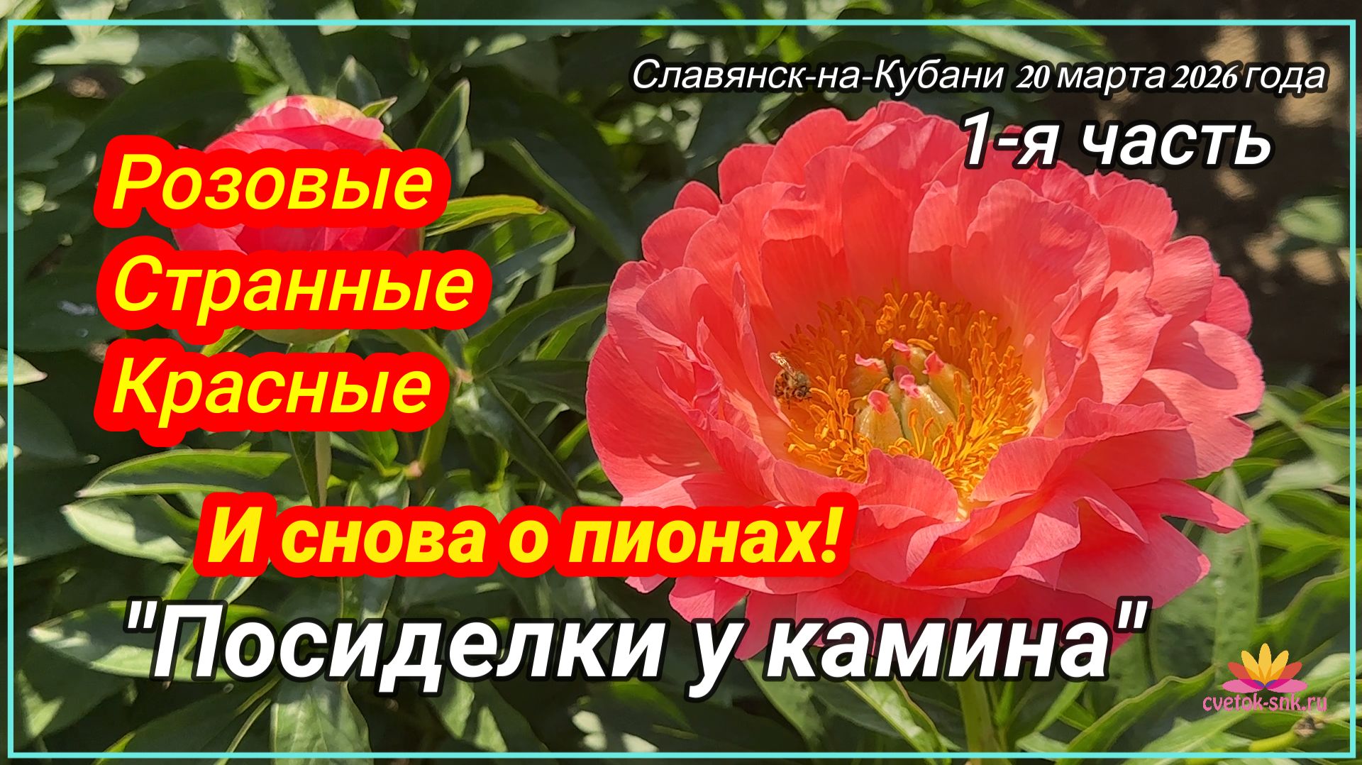 Посиделки у камина. "ПИОНЫ: Розовые, Странные, Красные. 1 часть 20 марта 2026"/ Сад Ворошиловой