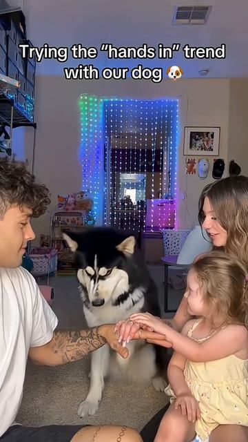 наши питомцы-это наша семья