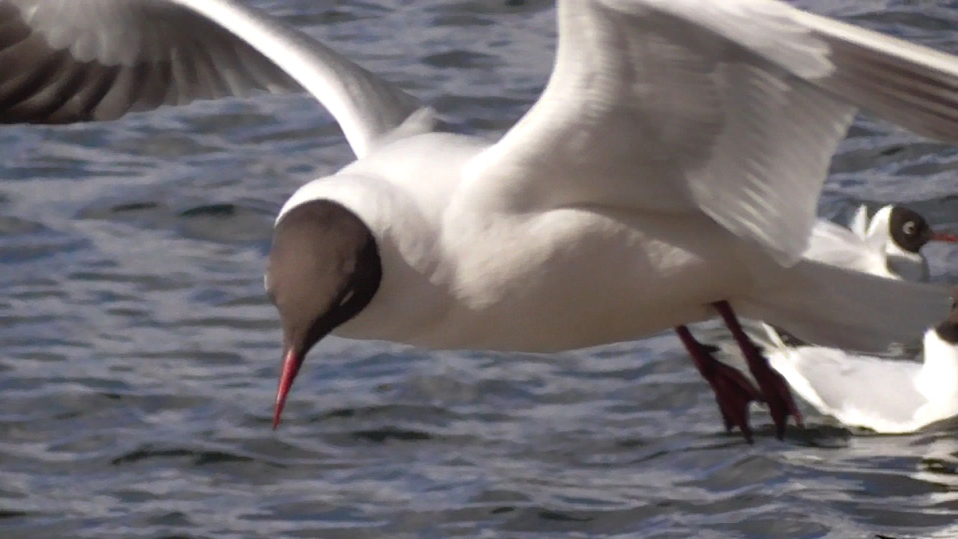 Массовый прилет озерных чаек в Царском Селе