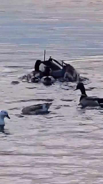 Произошло нападение на закормочный кораблик