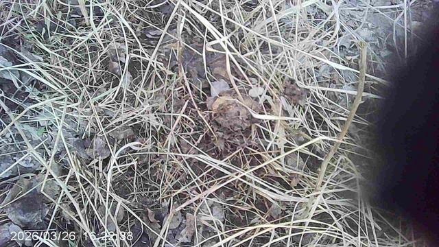 Обрываю сухостой в саду