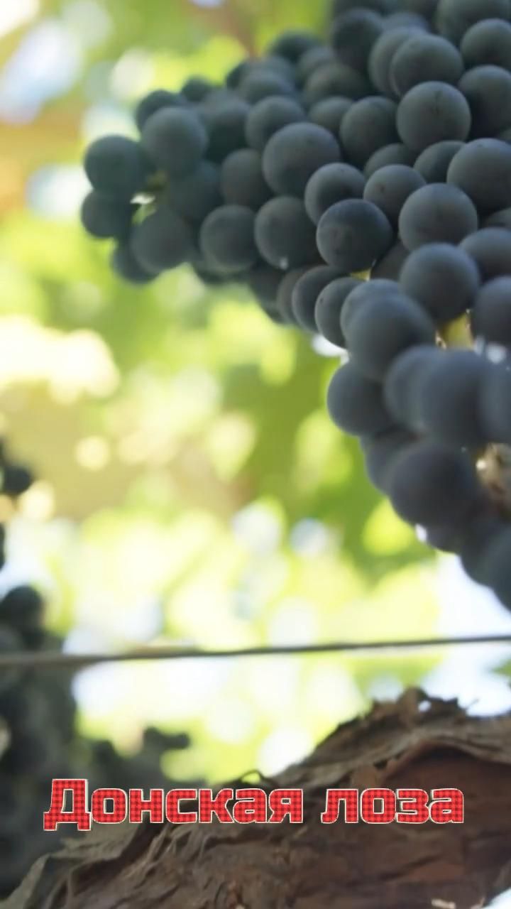 Черный виноград элита Ростова-на-Дону. Донская лоза