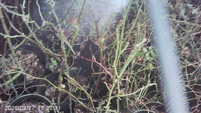 Полив саженцев