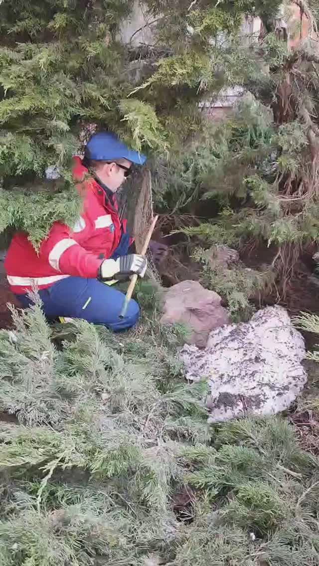 Сова Неясыть 27.03.2026