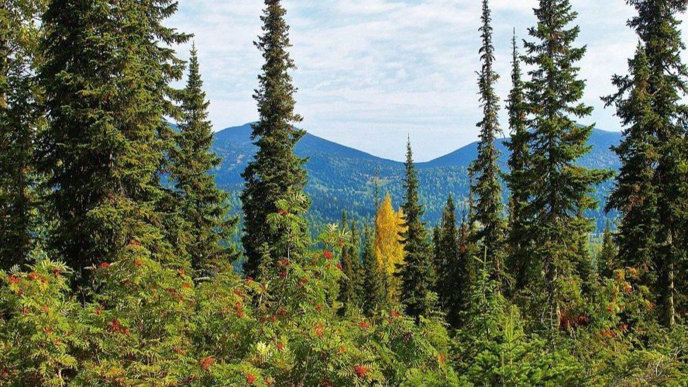 ТАЙГА.  ОНИ ВЫШЛИ ИЗ ТАЙГИ