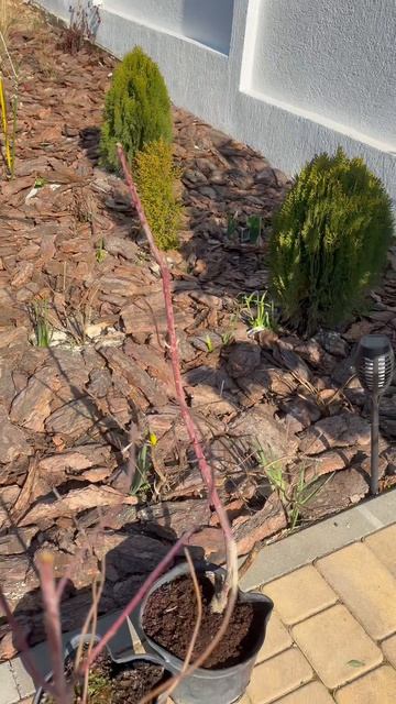 Новинки сада- Олеандр,молодило,нандина,дерен,рододендрон, то ли ещё будет!