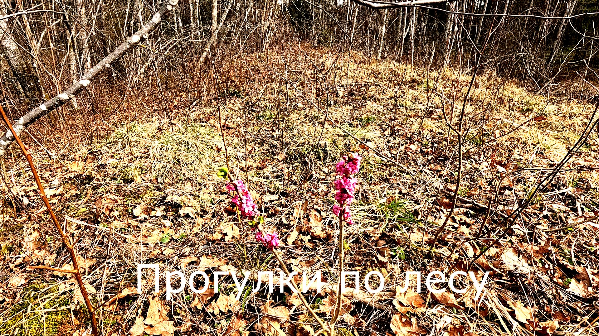 Прогулки по лесу.  Расцвело Волчье лыко.
