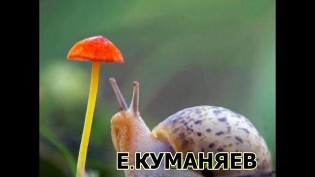Улитки. Евгений Куманяев.
