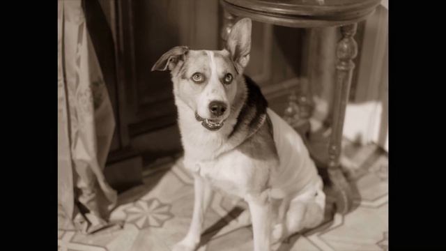 Первоклассный деляга! Фрагменты из фильма ″Собачье сердце″. 1988 г.