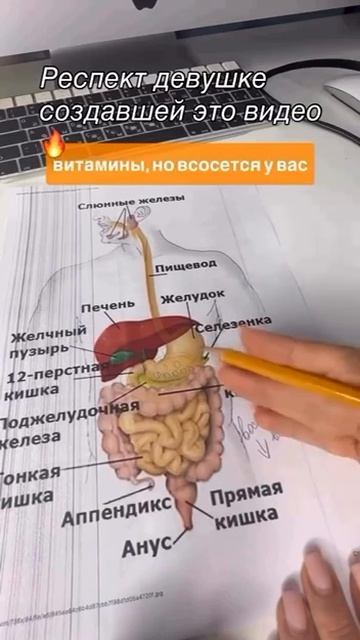 В чем разница между капсульными БАДами и FitLine