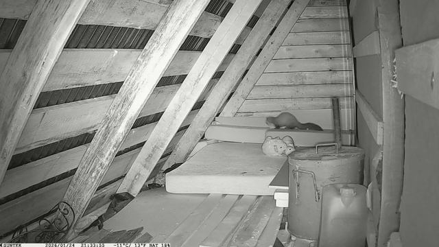 Куницы на чердаке 4 / 01.2026
