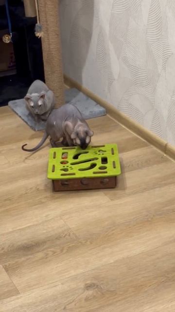 Смешные видео животные #котики #сфинкс #петерболд