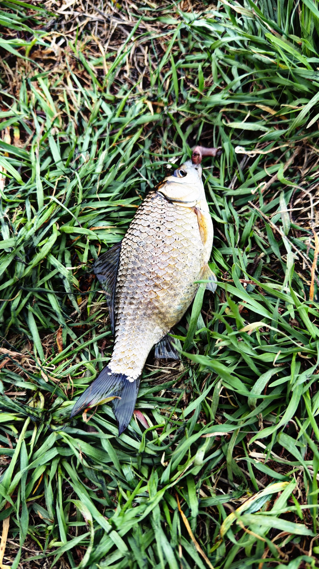 Рыбалка 2026 года КЧР