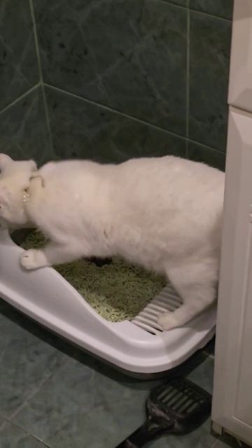 Милка хорошо кушает и хорошо какает