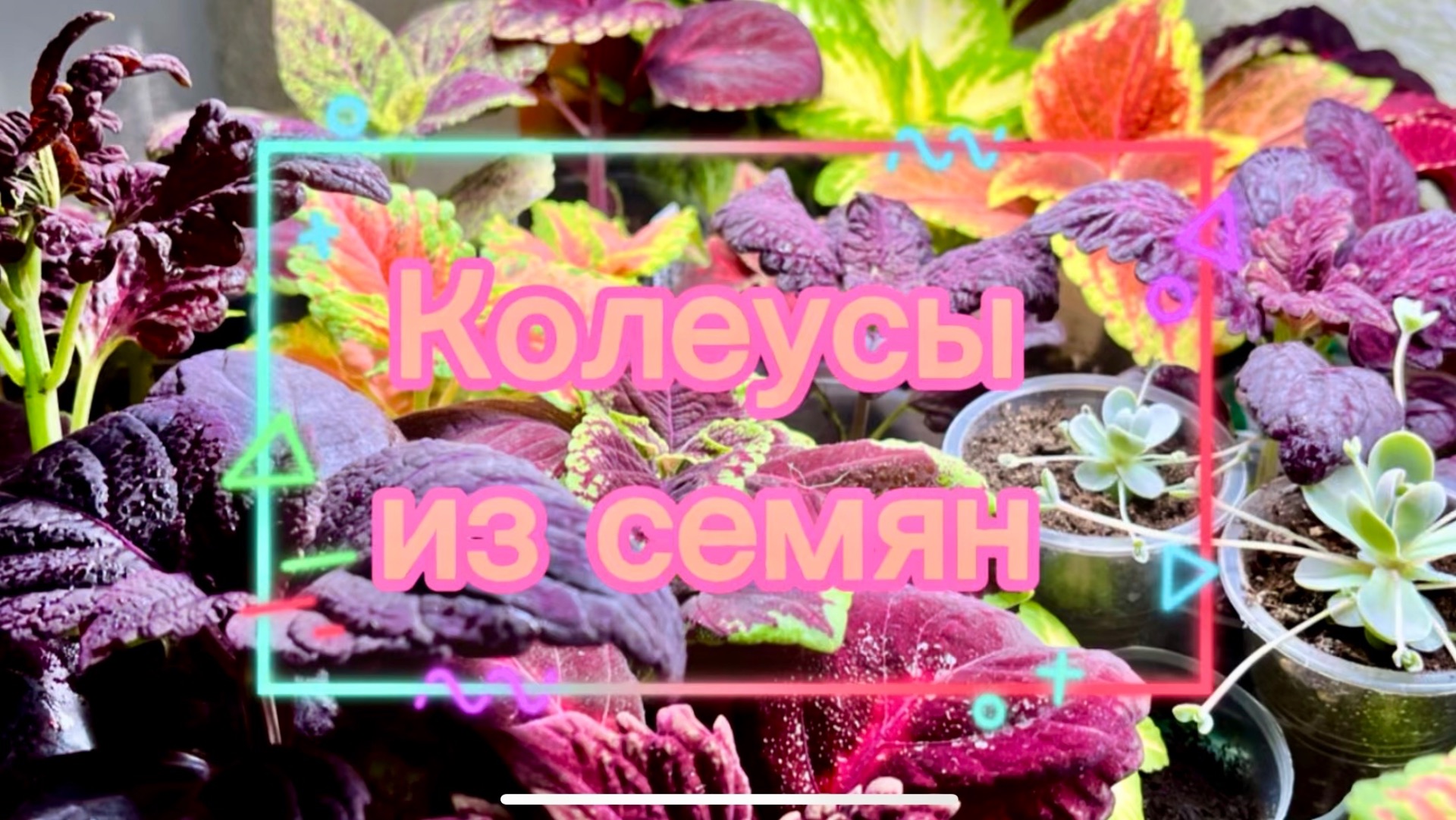 Колеусы из семян / Сорта и результаты