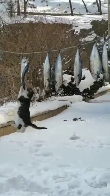 Смешные коты #116-6