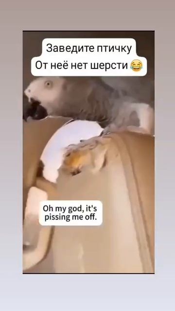 попугайчики