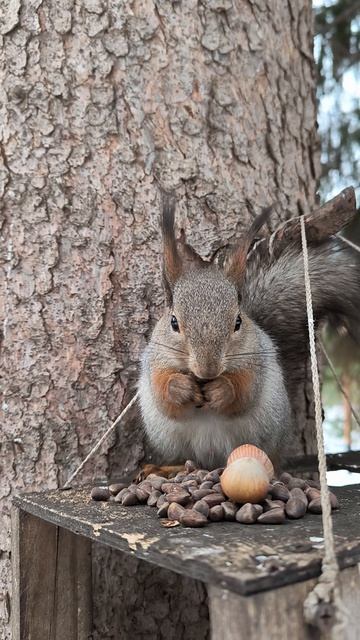 Белка грызёт кедровые орешки