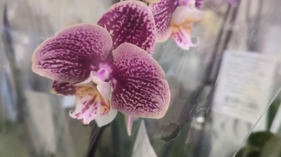 28-03-2026.прогулка по Лемана про..