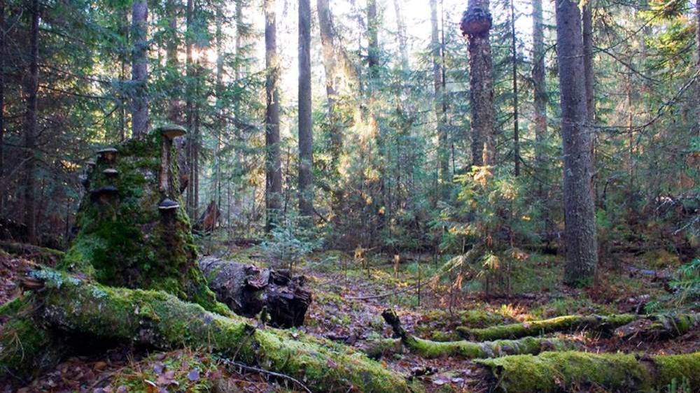 ТАЙГА.  Один в сибири против всего мира