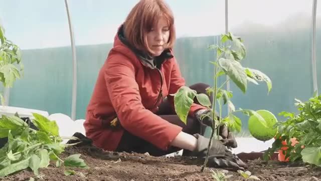 Огородные работы 09 мая 2023 г Заморозки старинная фотография