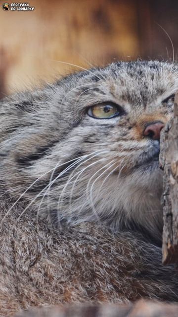 Манул Пепе чешет мордочку о бревна. Ленинградский зоопарк